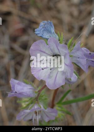 Linearleaf Phacelia (Phacelia linearis Stock Photo - Alamy