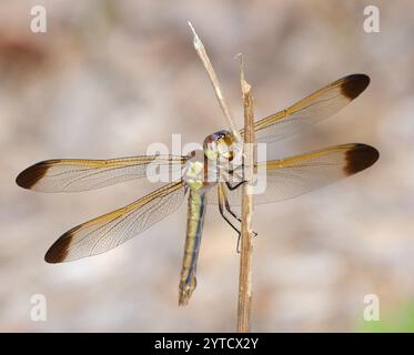 Yellow-sided Skimmer (Libellula flavida) male, Wayne Co. MO Stock Photo ...