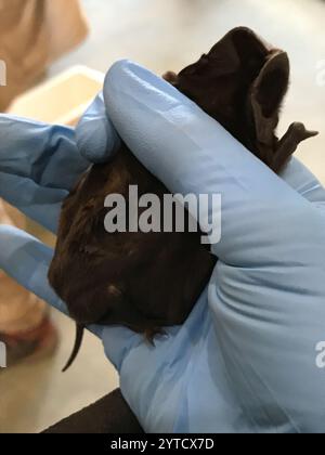 White-striped Free-tailed Bat (Austronomus australis Stock Photo - Alamy
