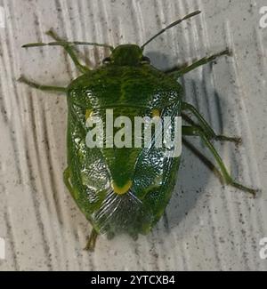 Juniper stink bug, Banasa euchlora, on a on a white background, dorsal ...