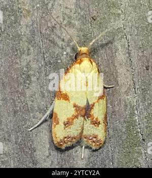 Sparganothis Fruitworm Moth (Sparganothis sulfureana Stock Photo - Alamy