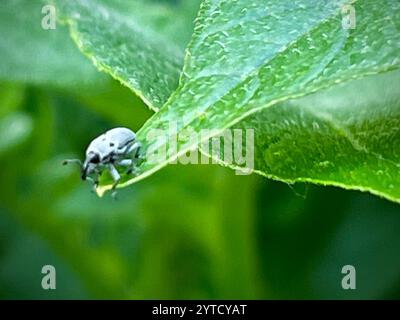 Potato Stalk Borer (Trichobaris trinotata Stock Photo - Alamy