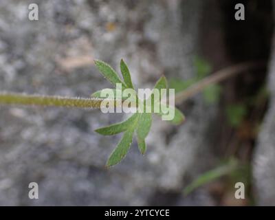 smallflower woodland star (Lithophragma parviflorum Stock Photo - Alamy