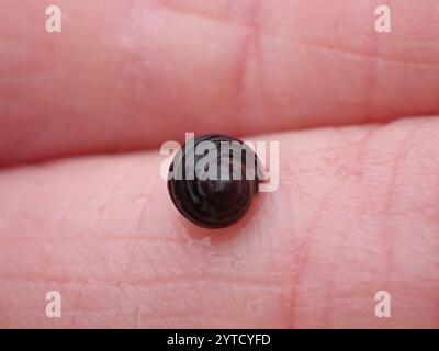 Sitka Periwinkle (Littorina sitkana Stock Photo - Alamy