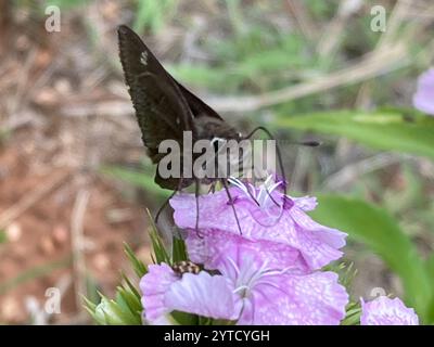 Dusted Skipper, Atrytonopsis hianna Stock Photo - Alamy