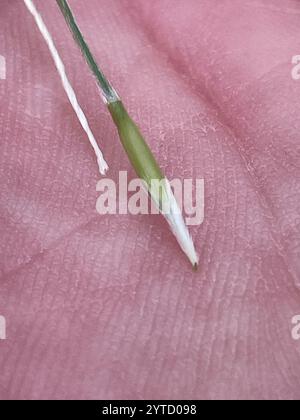 Texas winter grass (Nassella leucotricha Stock Photo - Alamy