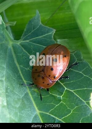 Argus Tortoise Beetle (Chelymorpha cassidea), Insecta, Nottawasaga ...