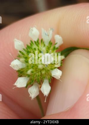 shrubby false buttonweed (Spermacoce verticillata) Plantae Stock Photo ...