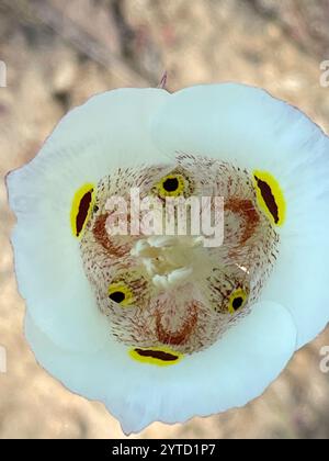 Superb Mariposa Lily (Calochortus superbus), Plantae, Red Bluff, CA, US ...