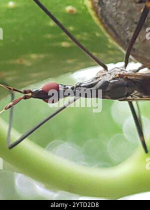 Banana Flies (Neriidae Stock Photo - Alamy