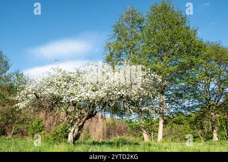 Wei Blhender Baum