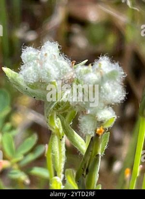 Q-tips (Micropus californicus Stock Photo - Alamy