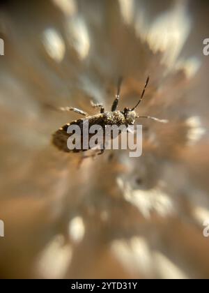 Nettle ground bug (Heterogaster urticae Stock Photo - Alamy