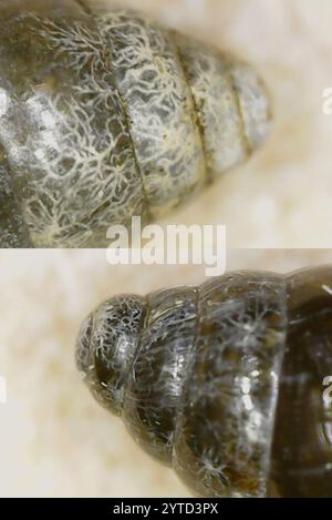 Robust Pillar (Cochlicopa nitens Stock Photo - Alamy