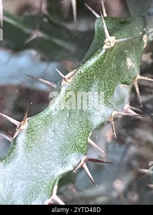 Valley Naboom (Euphorbia grandidens Stock Photo - Alamy