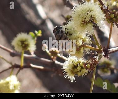 Yellow-spotted Bromeliad Fly (Copestylum avidum Stock Photo - Alamy