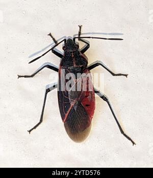 Western Boxelder Bug (Boisea rubrolineata) Insecta Stock Photo - Alamy