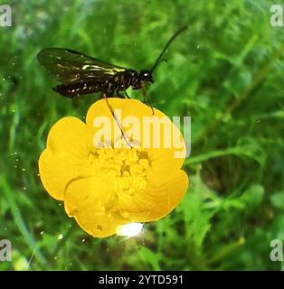 Stem Sawflies (Cephidae Stock Photo - Alamy