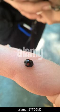 Cactus Lady Beetle (Chilocorus cacti Stock Photo - Alamy