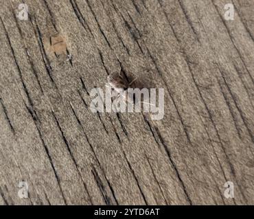Sweet Click Beetle (Aeolus mellillus Stock Photo - Alamy