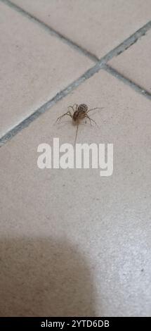 Common Spitting Spider (Scytodes thoracica) Arachnida Stock Photo - Alamy