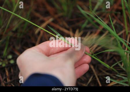 Wheeler's Bluegrass (Poa wheeleri Stock Photo - Alamy