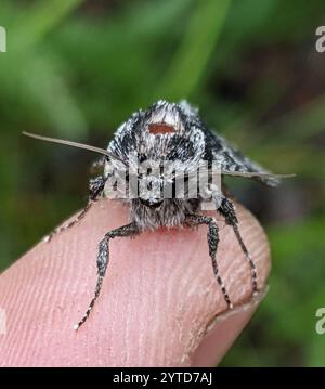 Pacific Dagger (Acronicta perdita Stock Photo - Alamy