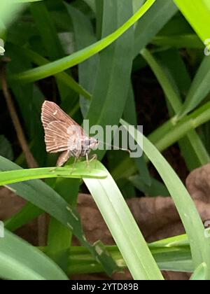 Three-spotted Skipper (Cymaenes tripunctus), Insecta, Florida, US Stock ...
