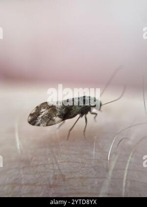 brown-banded barklouse (Loensia fasciata Stock Photo - Alamy