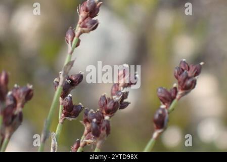 True Capereeds (Restio Stock Photo - Alamy