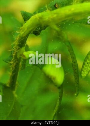 Christmas fern leaf curl (Taphrina polystichi), Fungi, Ohio, US Stock ...