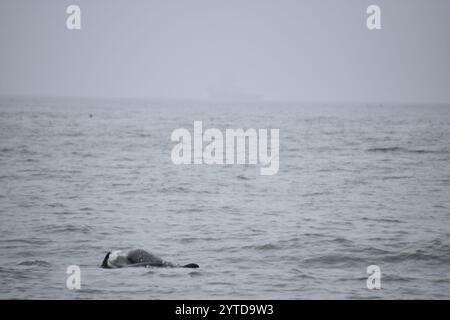 Oceanic Dolphins and Porpoises (Delphinoidea Stock Photo - Alamy