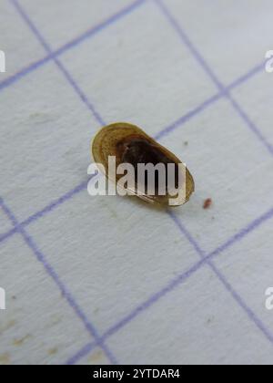 Lake Limpet (Acroloxus lacustris Stock Photo - Alamy