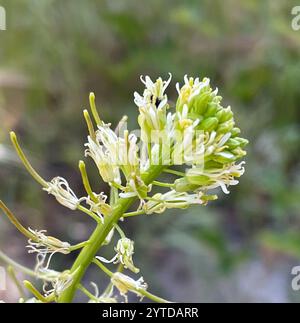 California mustard (Caulanthus lasiophyllus Stock Photo - Alamy