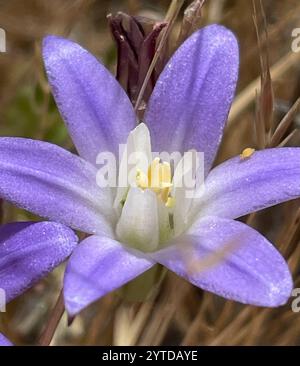 Dwarf Brodiaea (Brodiaea terrestris Stock Photo - Alamy