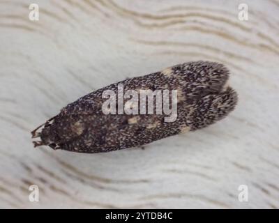 Dark Groundling (Bryotropha affinis Stock Photo - Alamy