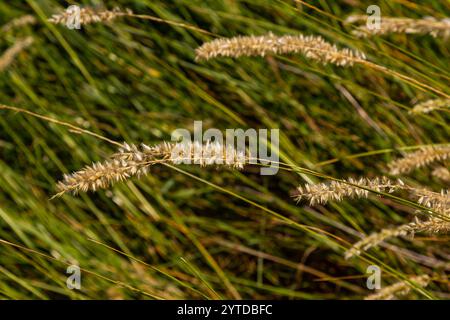 Hairy melic seeds - Latin name - Melica ciliata Stock Photo - Alamy