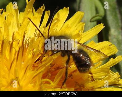 Horn-faced Mason Bee (Osmia cornifrons Stock Photo - Alamy