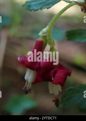 gummy gooseberry (Ribes lobbii Stock Photo - Alamy