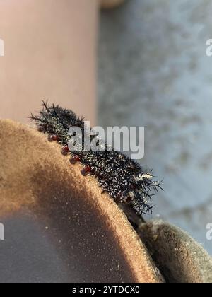 Eastern Buck Moth (Hemileuca sandra Stock Photo - Alamy