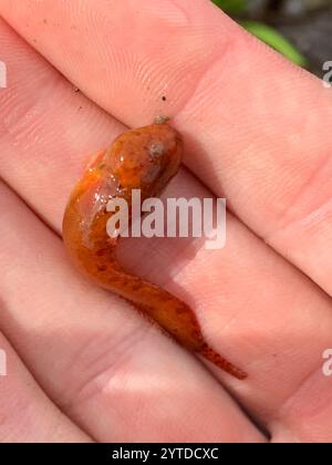 Slimy Snailfish (Liparis mucosus Stock Photo - Alamy