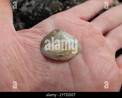 Bent-nosed Clam (Macoma nasuta Stock Photo - Alamy