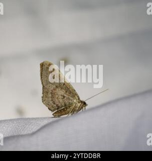 Gem Moth (Orthonama obstipata Stock Photo - Alamy