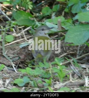 Southern Green-backed Camaroptera (Camaroptera brachyura brachyura ...