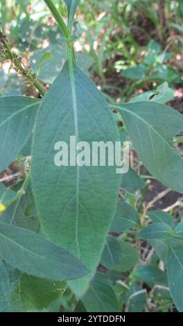 Yellow Justicia (Justicia flava Stock Photo - Alamy