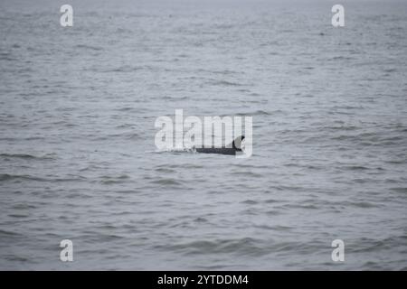 Oceanic Dolphins and Porpoises (Delphinoidea Stock Photo - Alamy