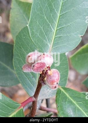 sugar bush × lemonade berry hybrid (Rhus integrifolia × ovata) Plantae ...
