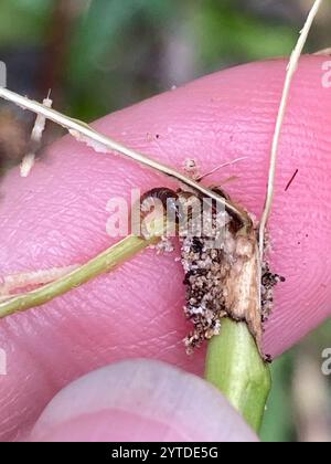 Amazon Queen Moth (Penthesilea difficilis Stock Photo - Alamy