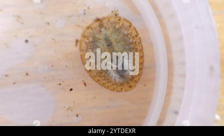 Herrick's Water Penny Beetle (Psephenus herricki Stock Photo - Alamy