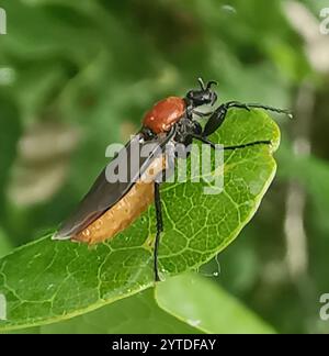 Garden March Fly (Bibio hortulanus), Insecta, Rautenweg, Vienna, Vienna ...